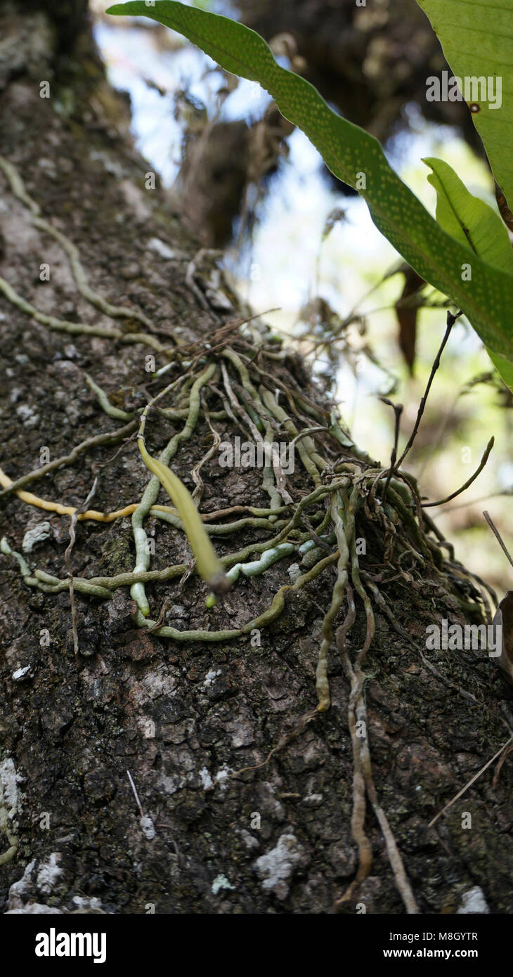 Ghost Orchid seed pod Stock Photo - Alamy