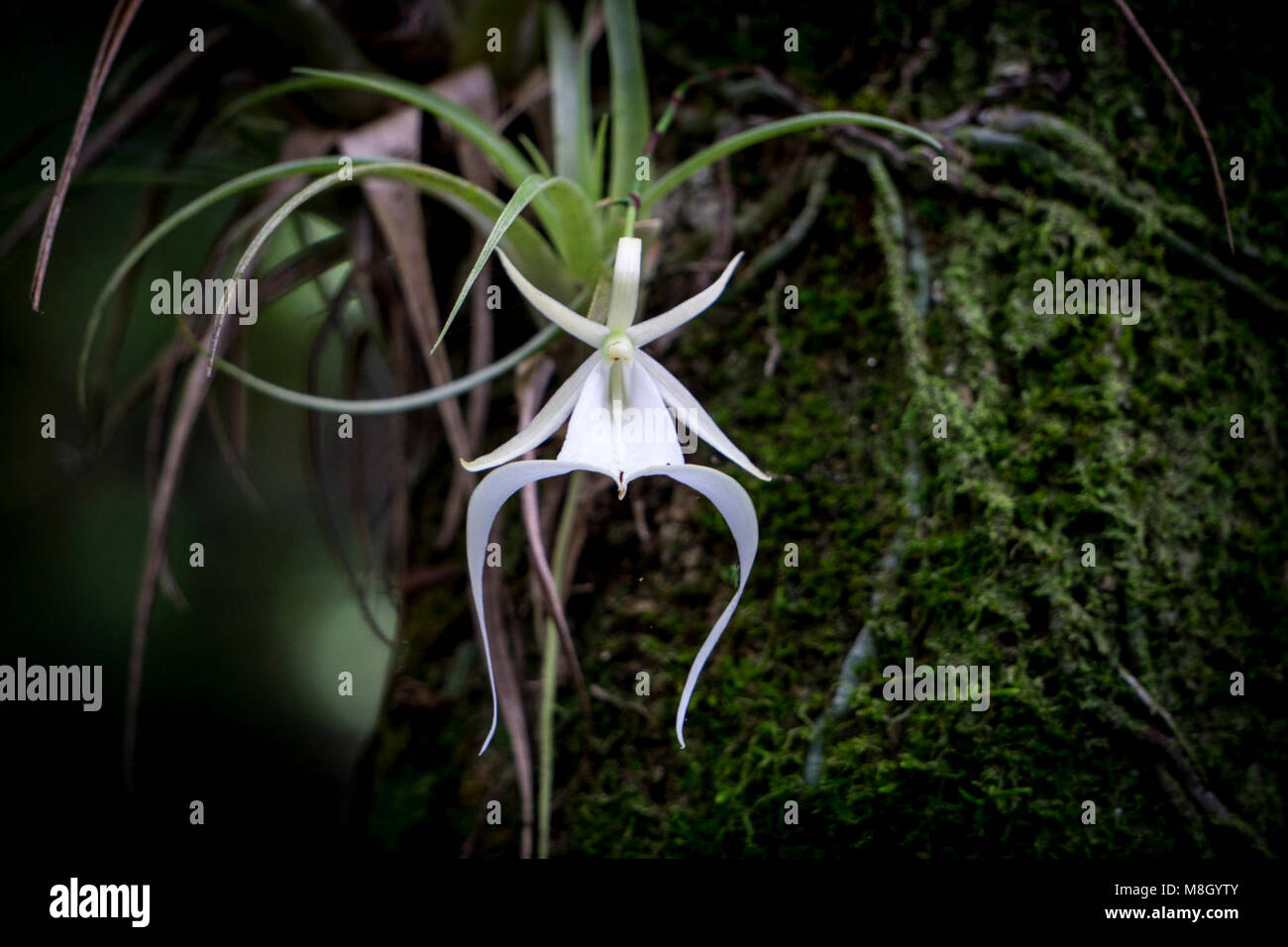 Ghost Orchid Stock Photo - Alamy