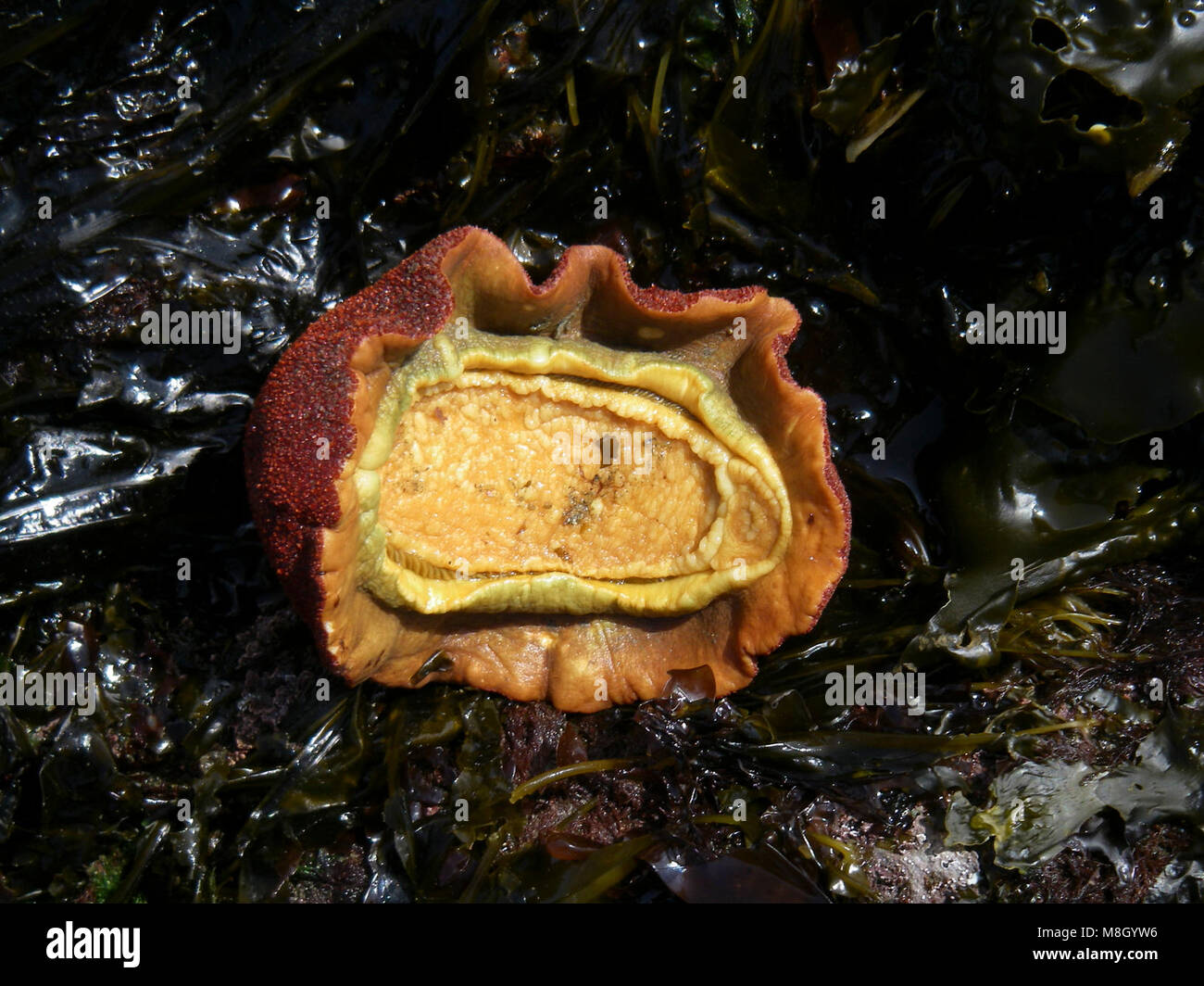 Giant Gumboot Chiton tidepool Stock Photo - Alamy