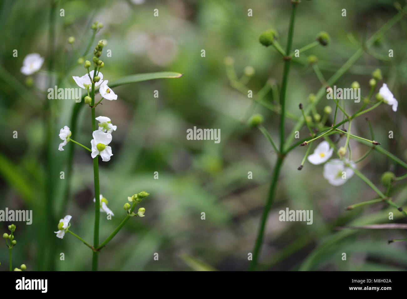Grassy Arrowhead Stock Photo - Alamy