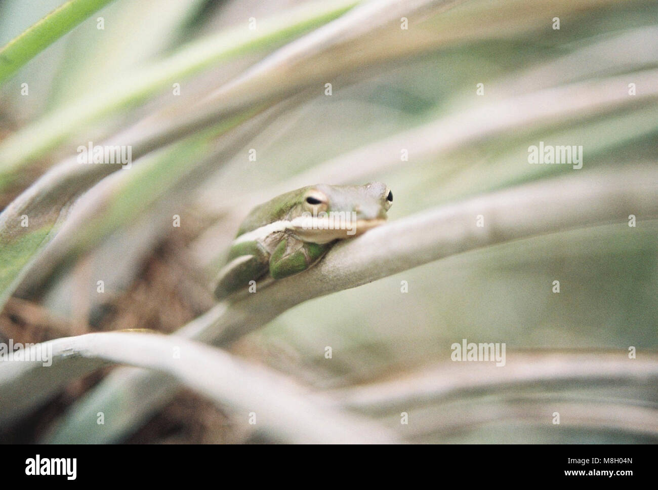 Green Tree Frog in a Cardinal Airplant Stock Photo - Alamy