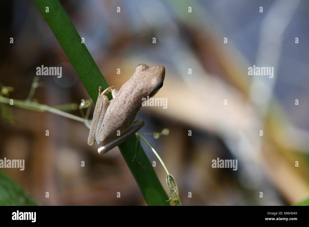 Green Tree Frog Stock Photo - Alamy