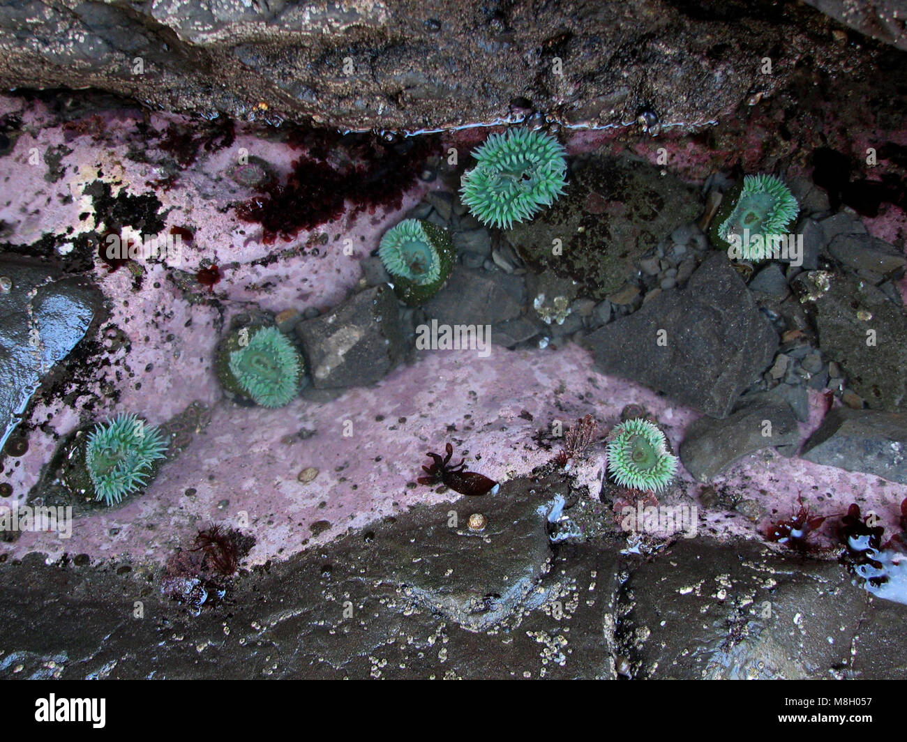 green anemones sponges tidepools rialto .Intertidal Stock Photo - Alamy