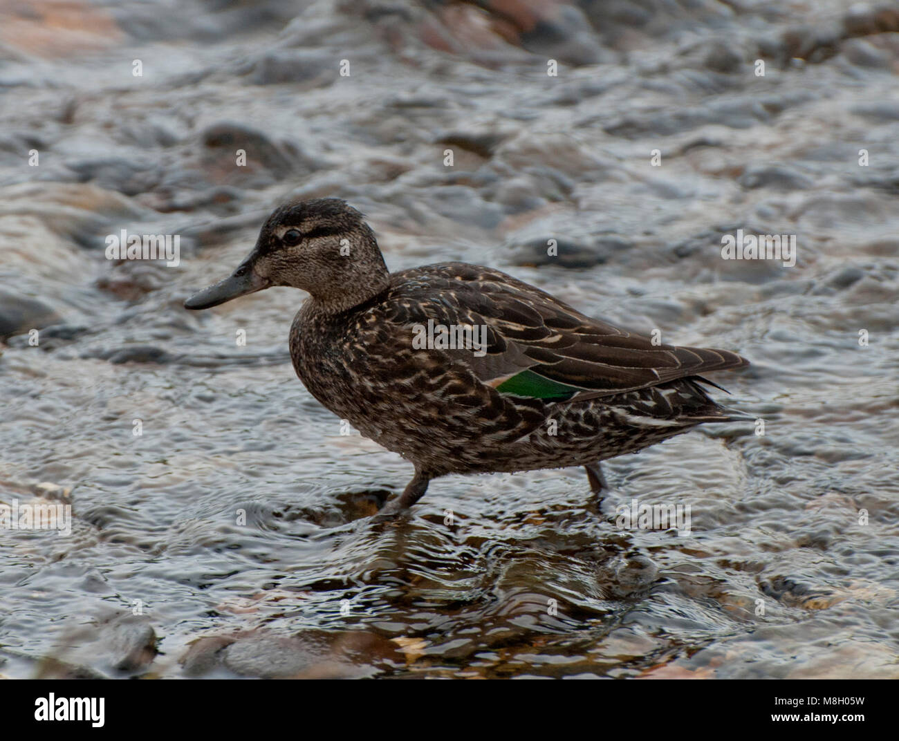 Green-Winged Teal Duck Stock Photo - Alamy