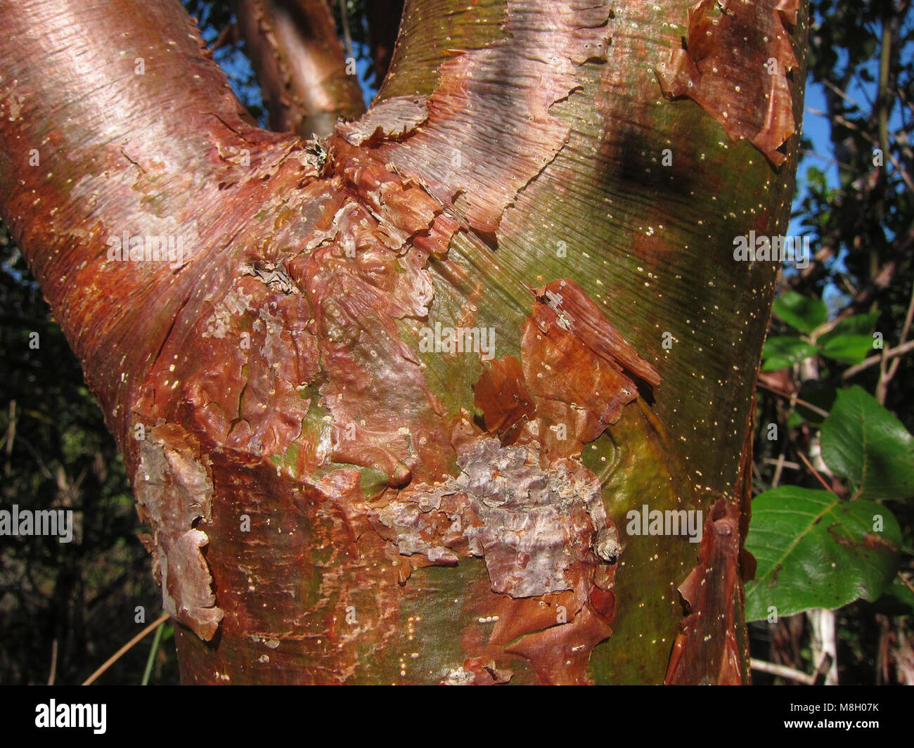 gumbo limbo Stock Photo - Alamy