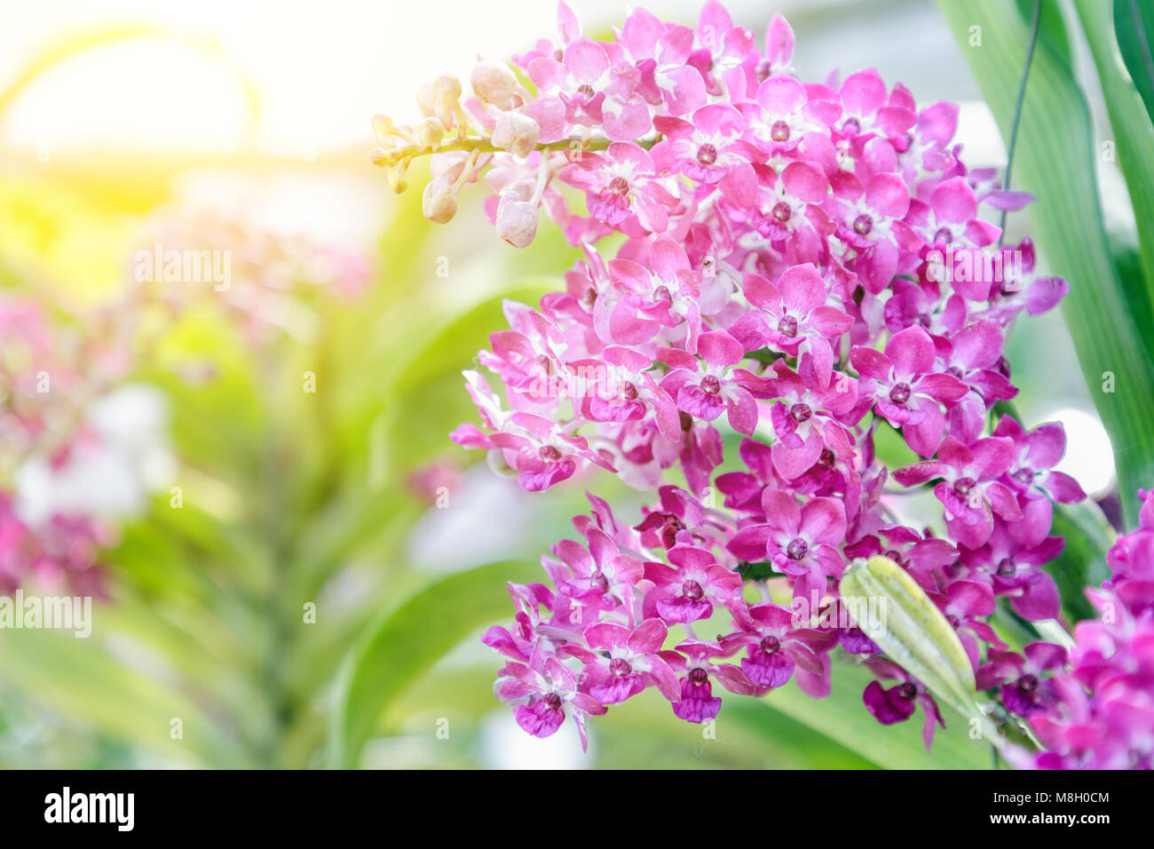 Orchid flower in orchid garden at winter or spring day for postcard ...