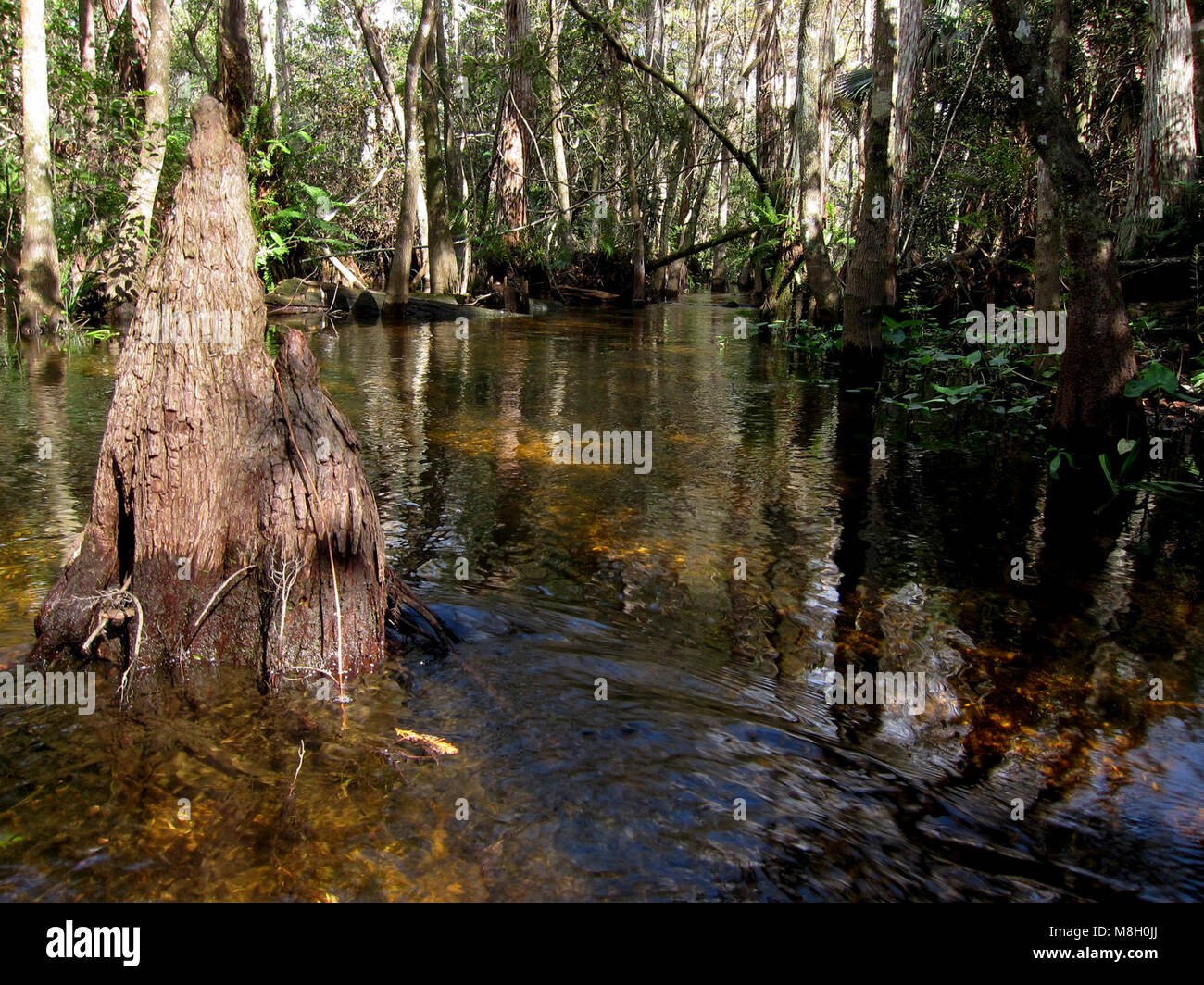 Headwaters of Turner River Stock Photo - Alamy