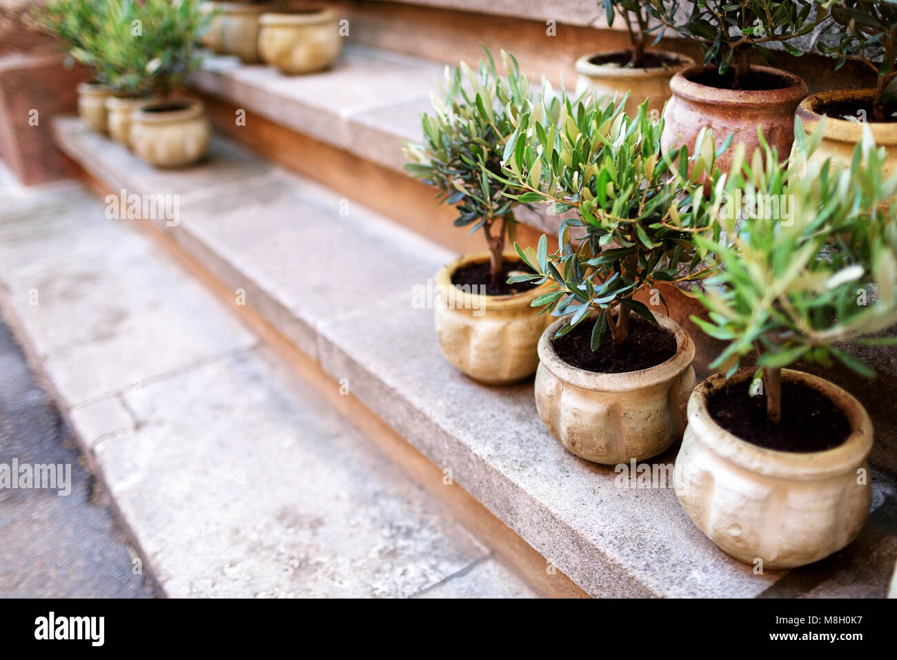 Olive tree pot hi-res stock photography and images - Alamy