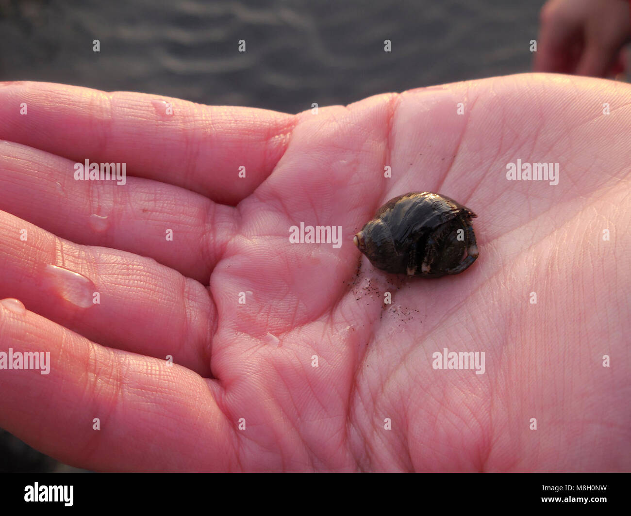 hermit crabs in shell ruby beach tidepool Stock Photo - Alamy
