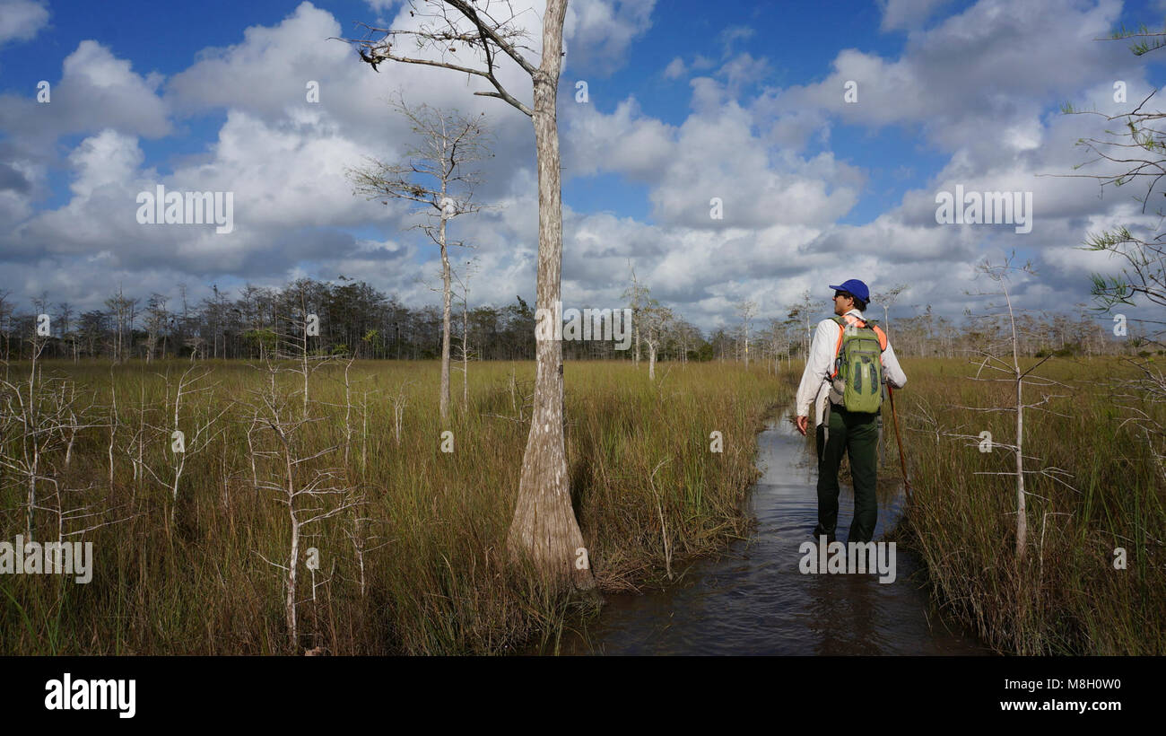 Big cypress national preserve hiking hi-res stock photography and ...