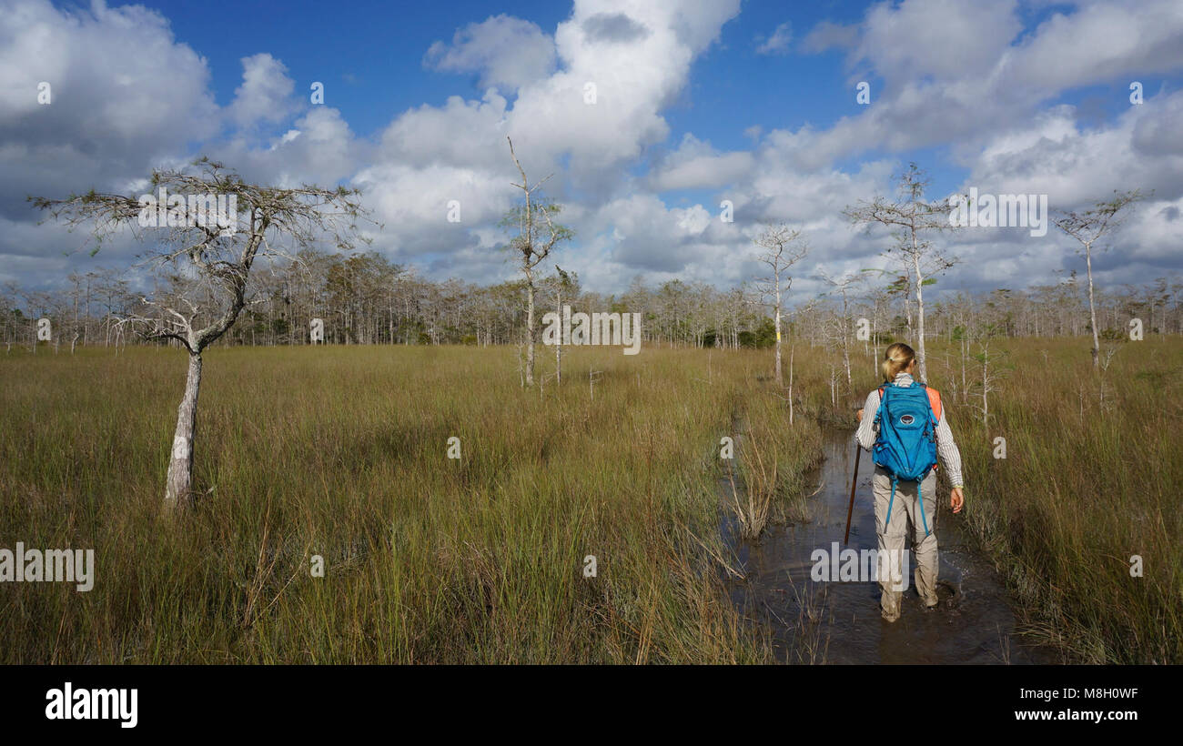 Big cypress national preserve hiking hi-res stock photography and ...