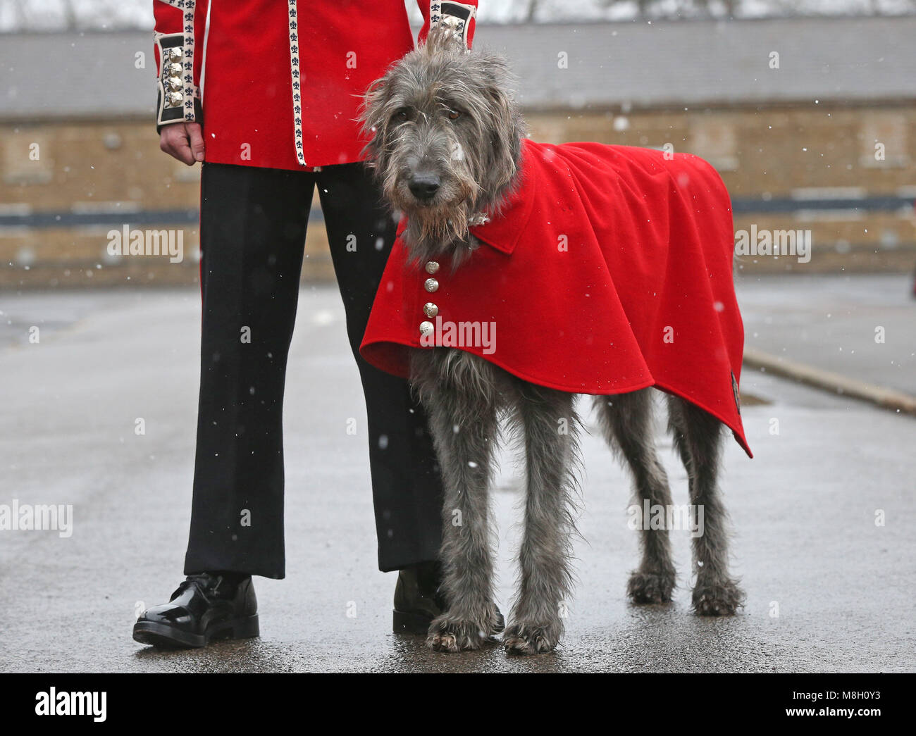 Irish Guards mascot, Irish Wolfhound Domhnall gets ready for the ...