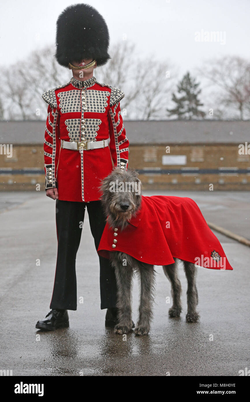 Irish Guards mascot, Irish Wolfhound Domhnall gets ready for the ...