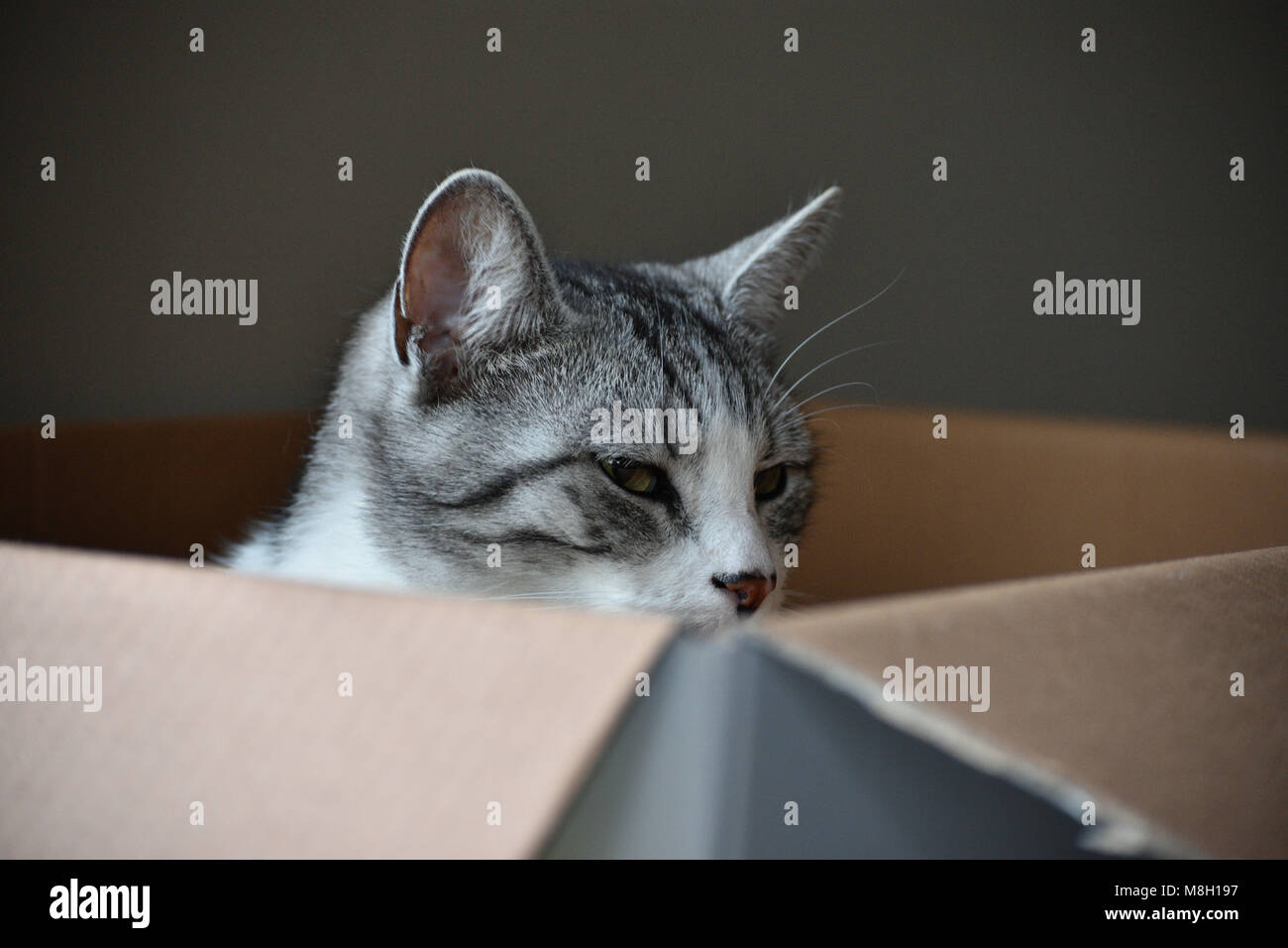 Drowsy silver tabby cat sitting in a cardboard box Stock Photo - Alamy