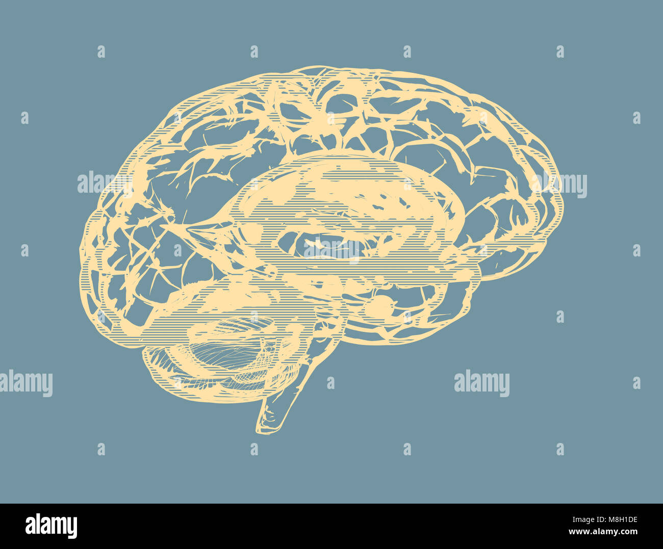 Human brain - side view blue 3d render isolated on white Stock Photo ...