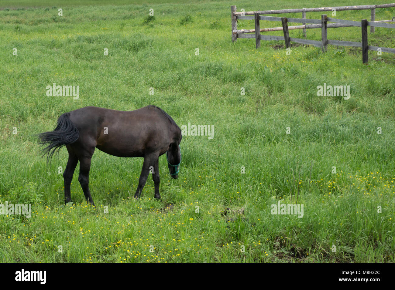 Thoroughbred horse racing spring hi-res stock photography and images ...