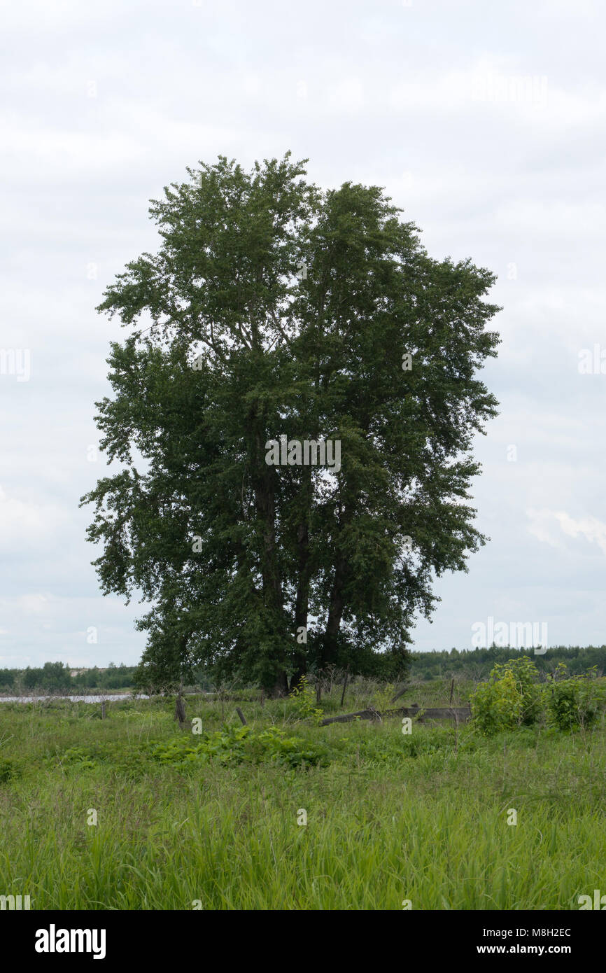 Big old aged poplar tree with burl trunk and spreading branches on ...