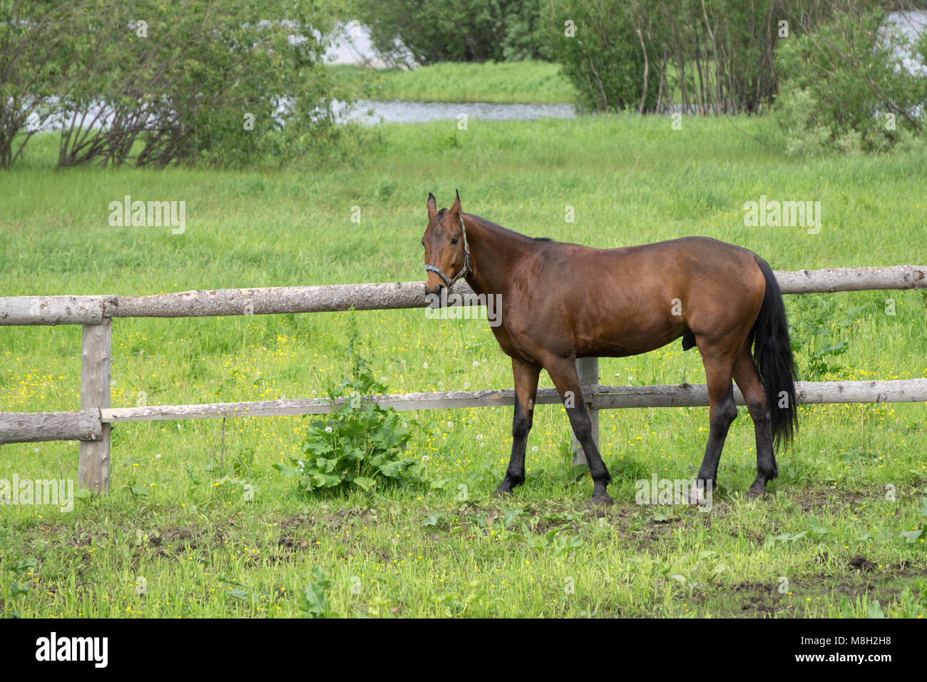 Thoroughbred horse racing spring hi-res stock photography and images ...