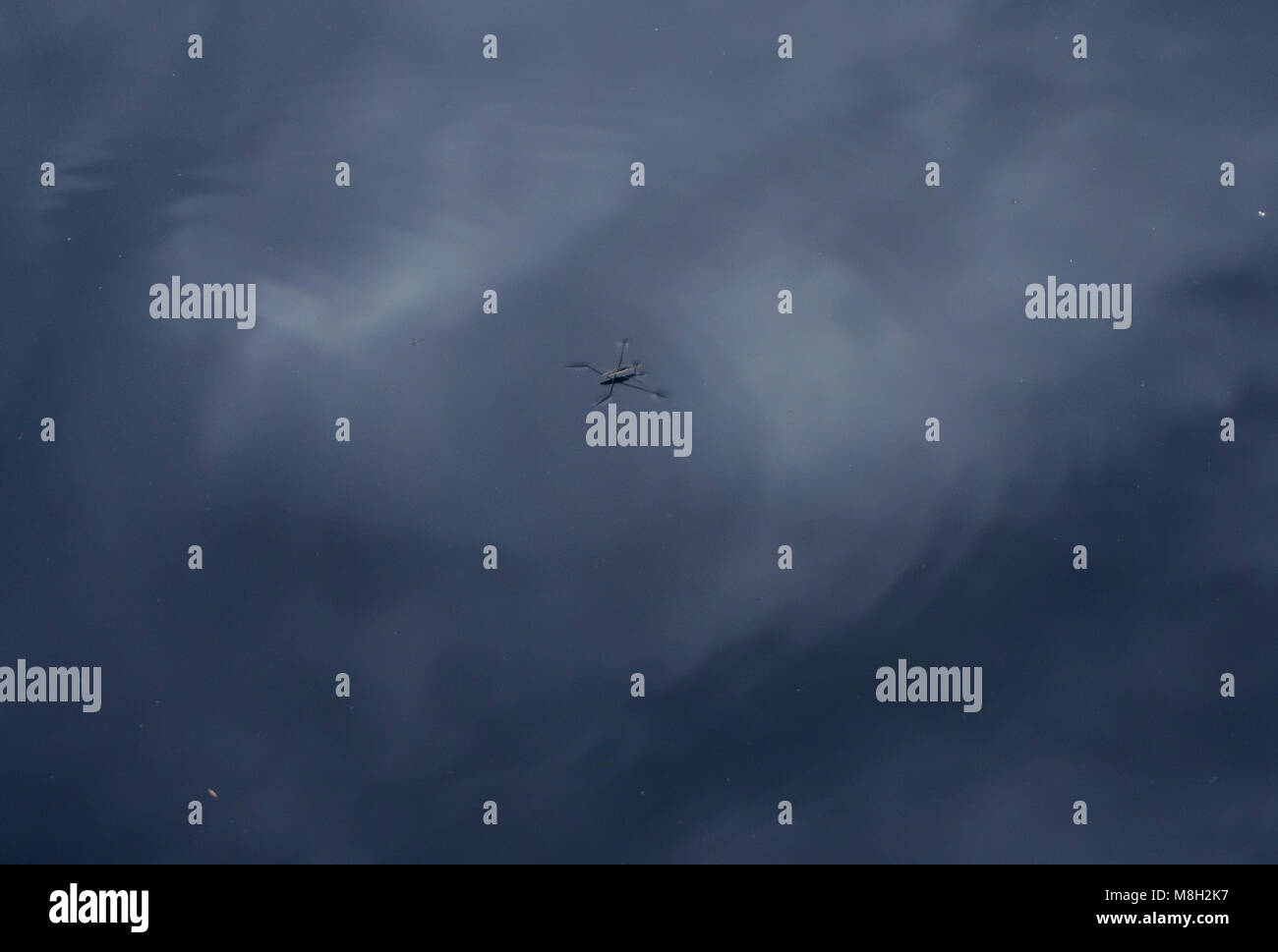 Water strider Gerridae walking on . Use the surface tension of for walk ...