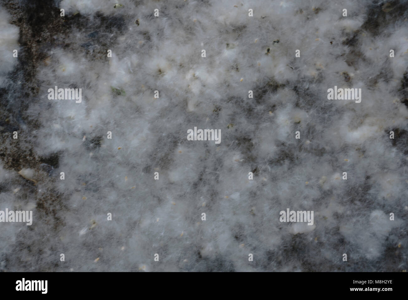 white background from poplar fluff Stock Photo - Alamy