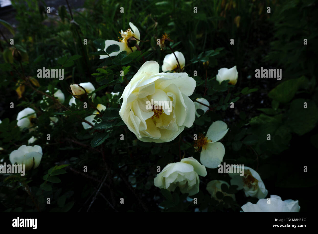 street white flowers similar to a rose Stock Photo - Alamy
