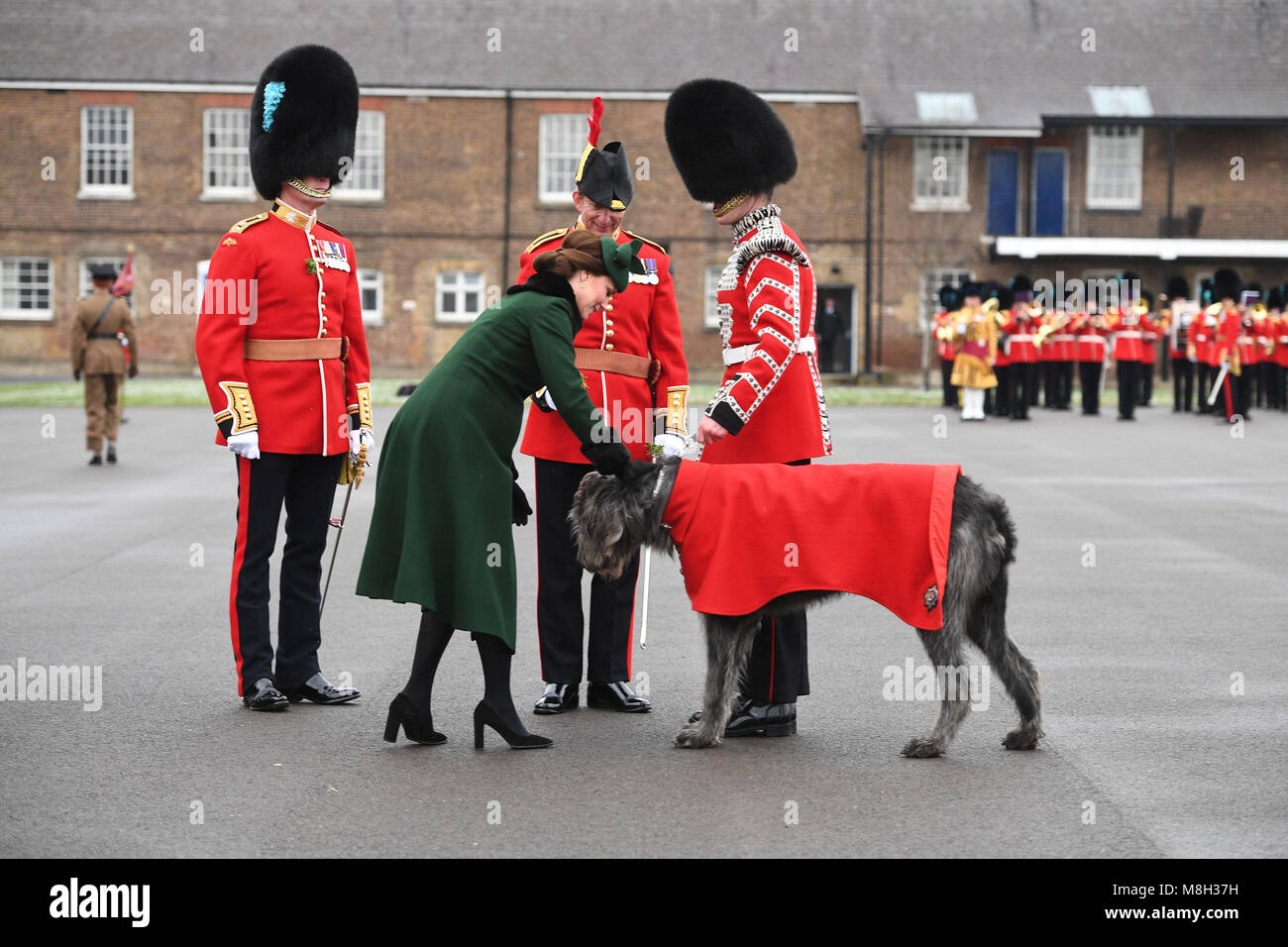 The mascot for the 1st battalion irish guards hi-res stock photography ...