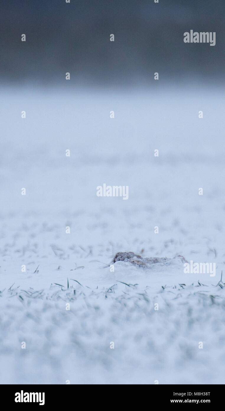 The beast form the east hi-res stock photography and images - Alamy