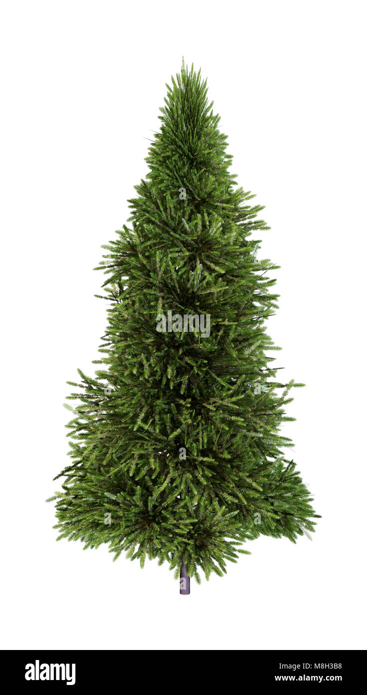 3D rendering of a green fir tree isolated on white background Stock ...