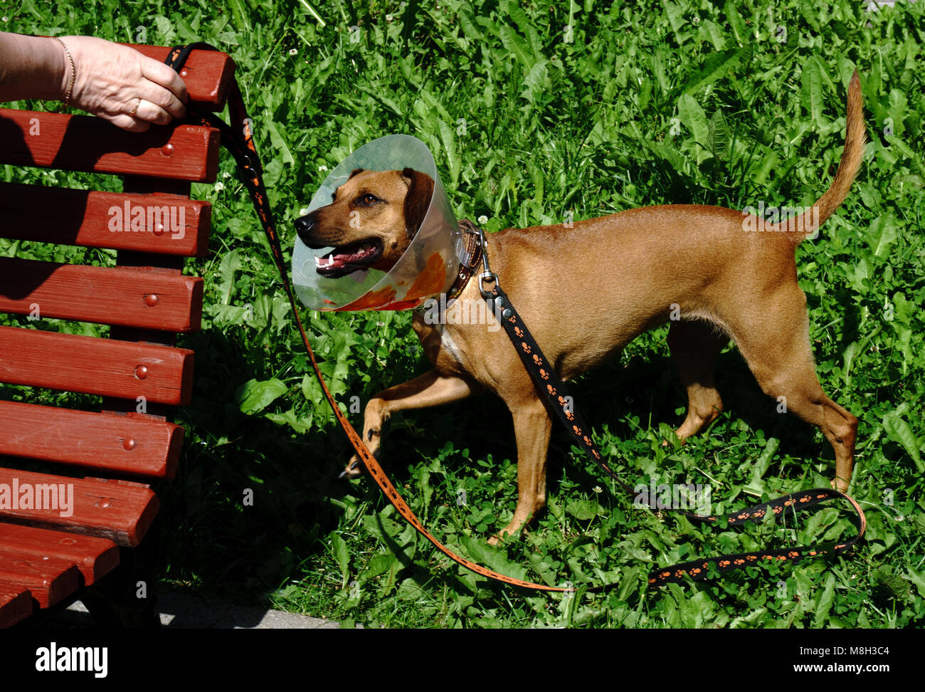Sick Dachshund dog wearing an Elizabethan collar on the head Stock ...