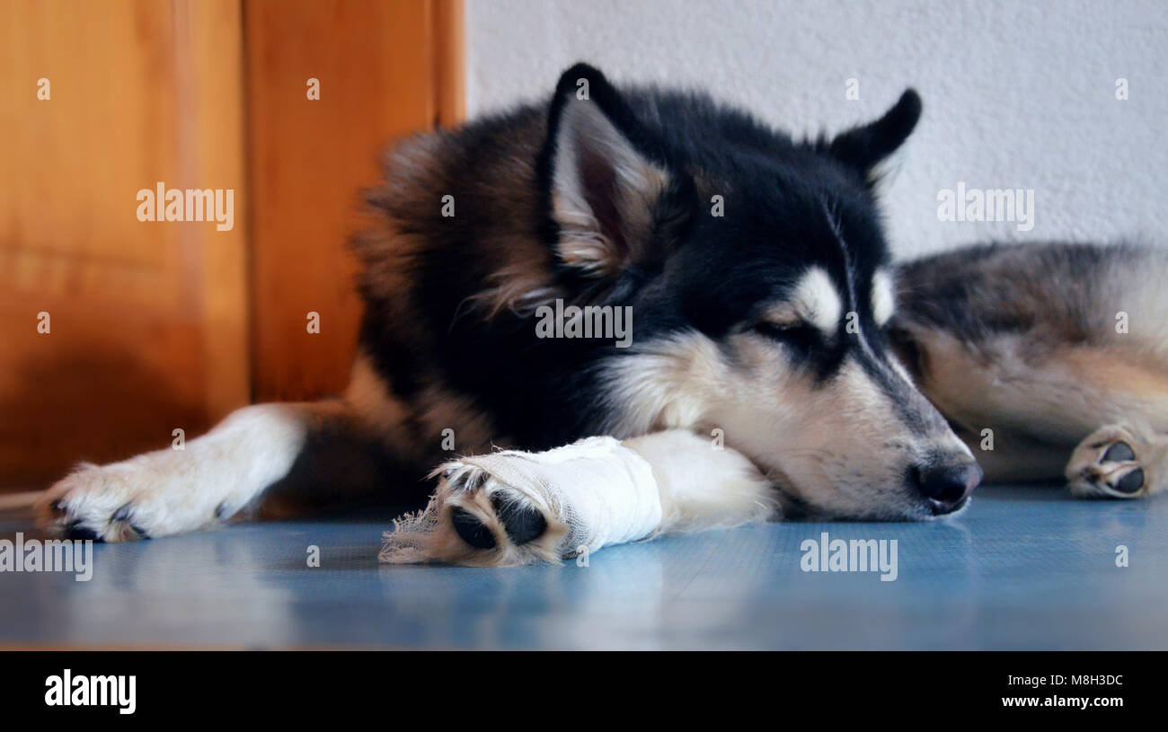 Tired Siberian Husky must stay inside with white bandage after injury ...