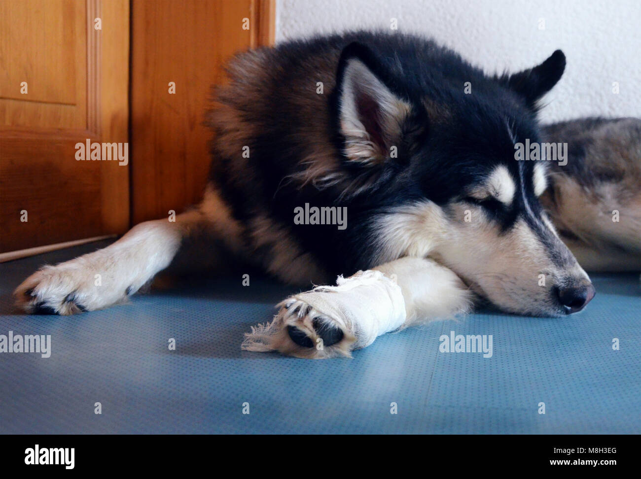 Tired Siberian Husky must stay inside with white bandage after injury ...