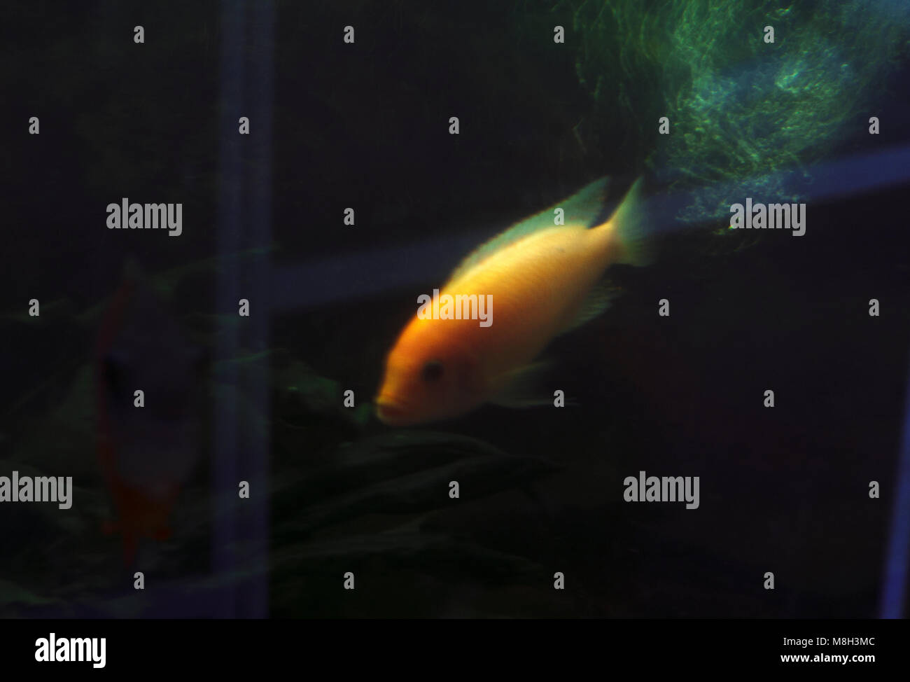 aquarium small yellow fish swims in the aquarium Stock Photo - Alamy