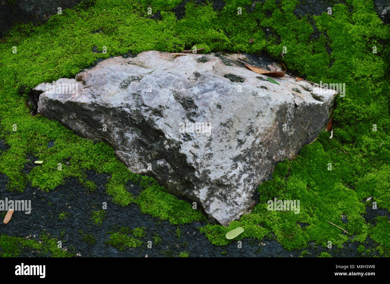 Garden rock moss hi-res stock photography and images - Alamy