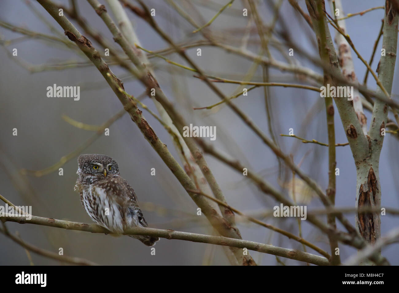 Eurasian pygmy owl in hi-res stock photography and images - Alamy
