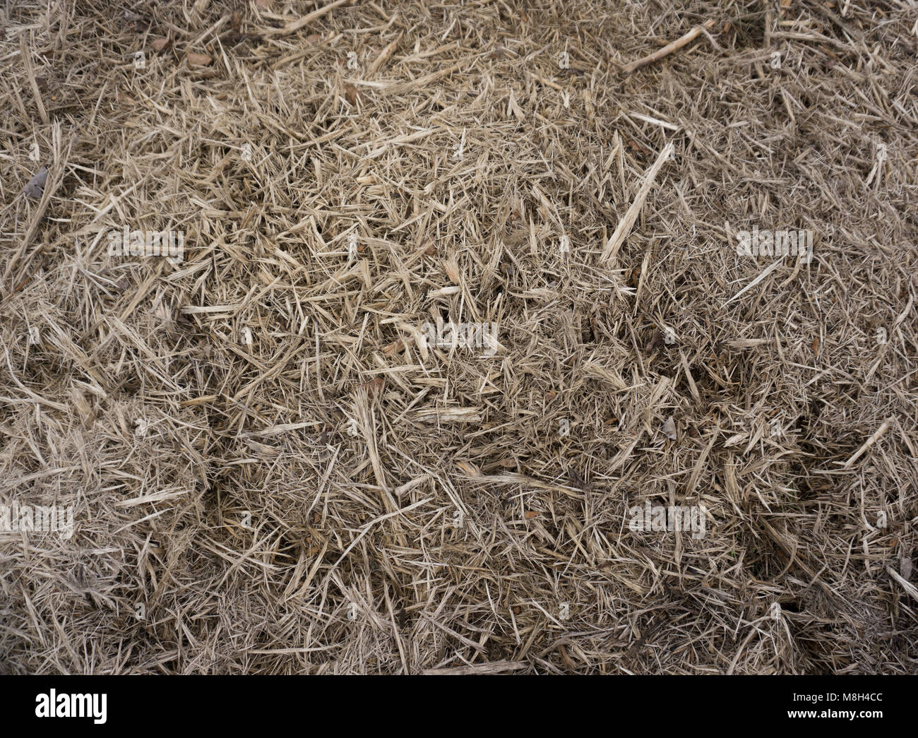 Decomposed the old rotted woodWooden splinters closeup. Decorative wood ...