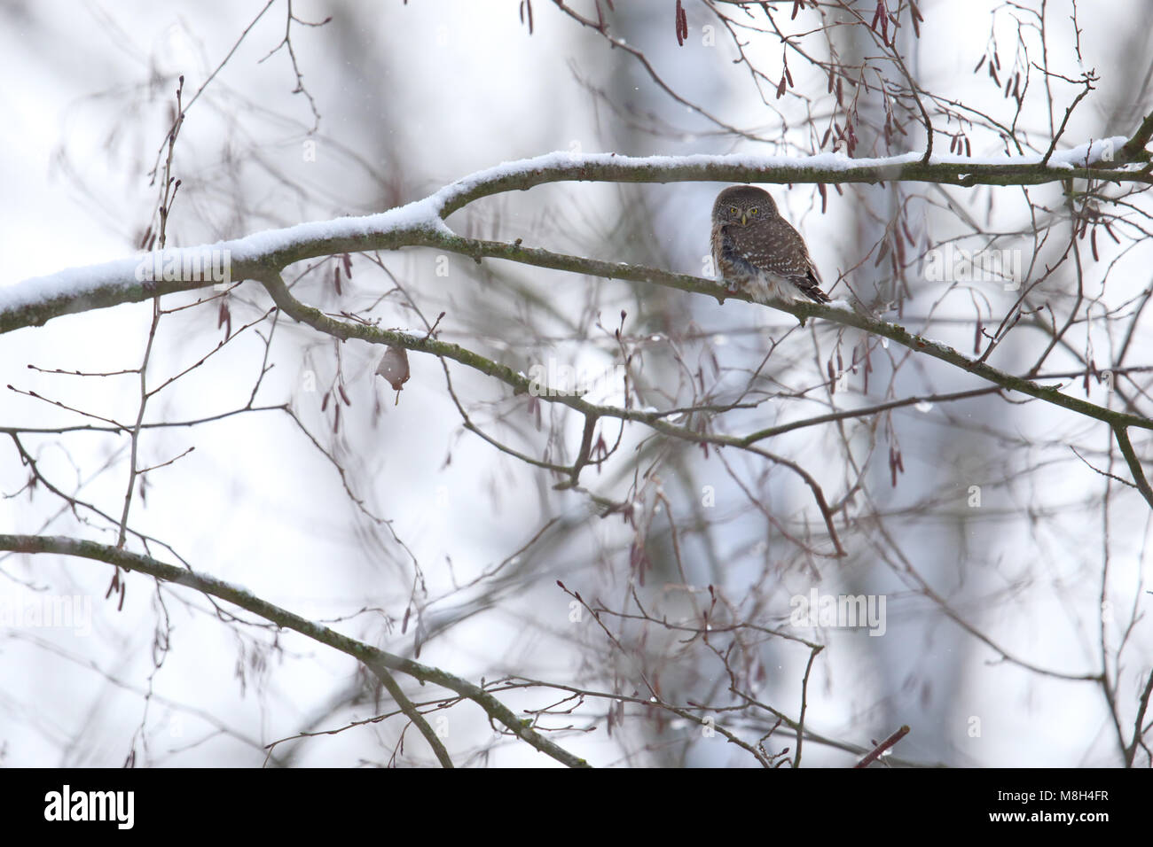 Eurasian pygmy owl winter hi-res stock photography and images - Alamy