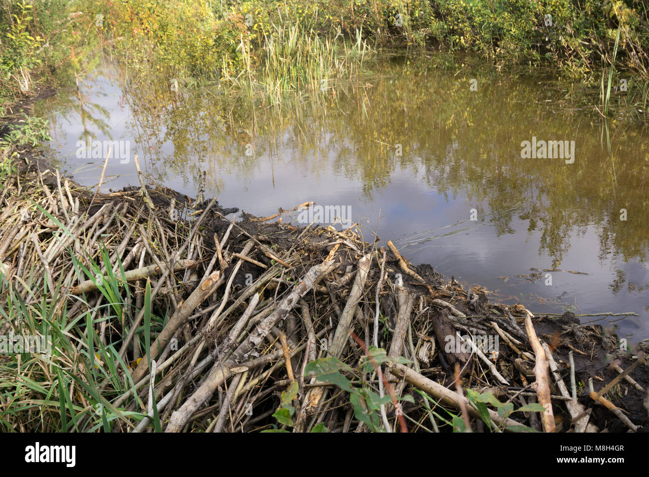 Beaver's dam made from lots of sticks and mud Stock Photo - Alamy