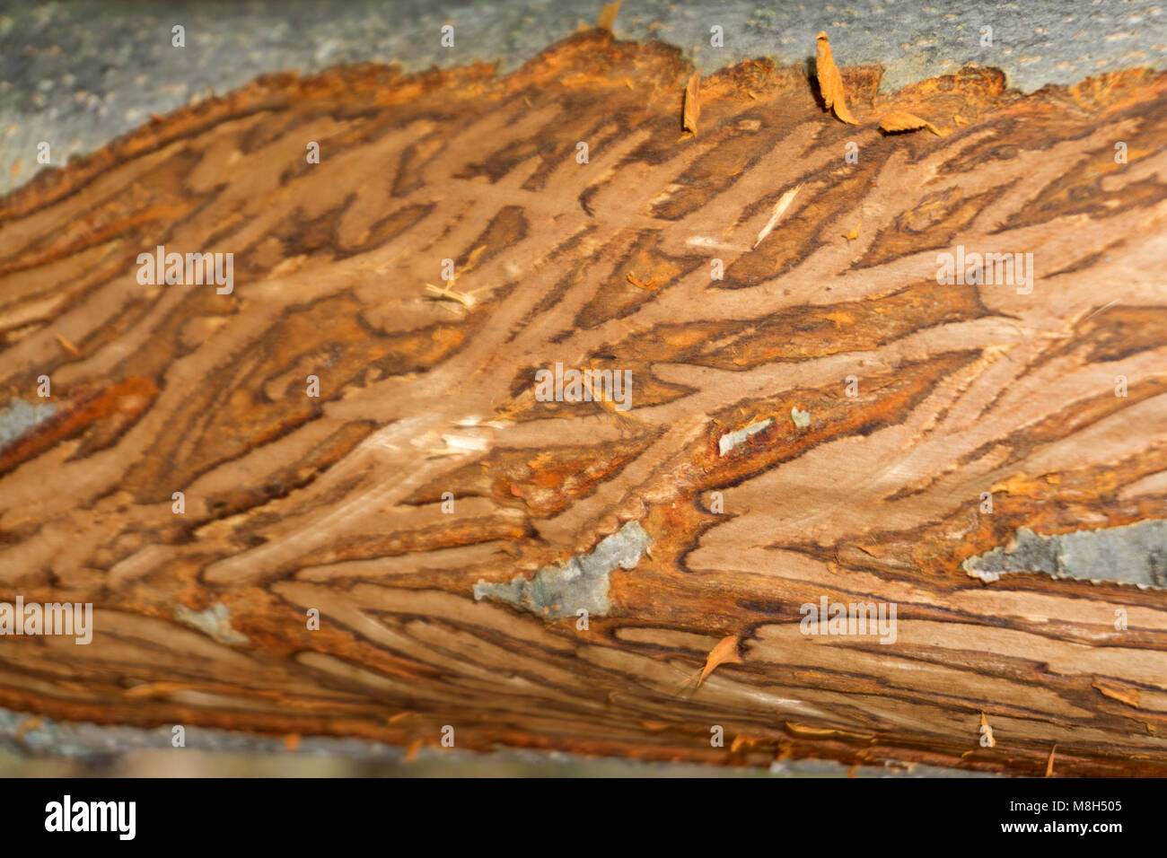 Texture of a tree eaten by worms Stock Photo - Alamy