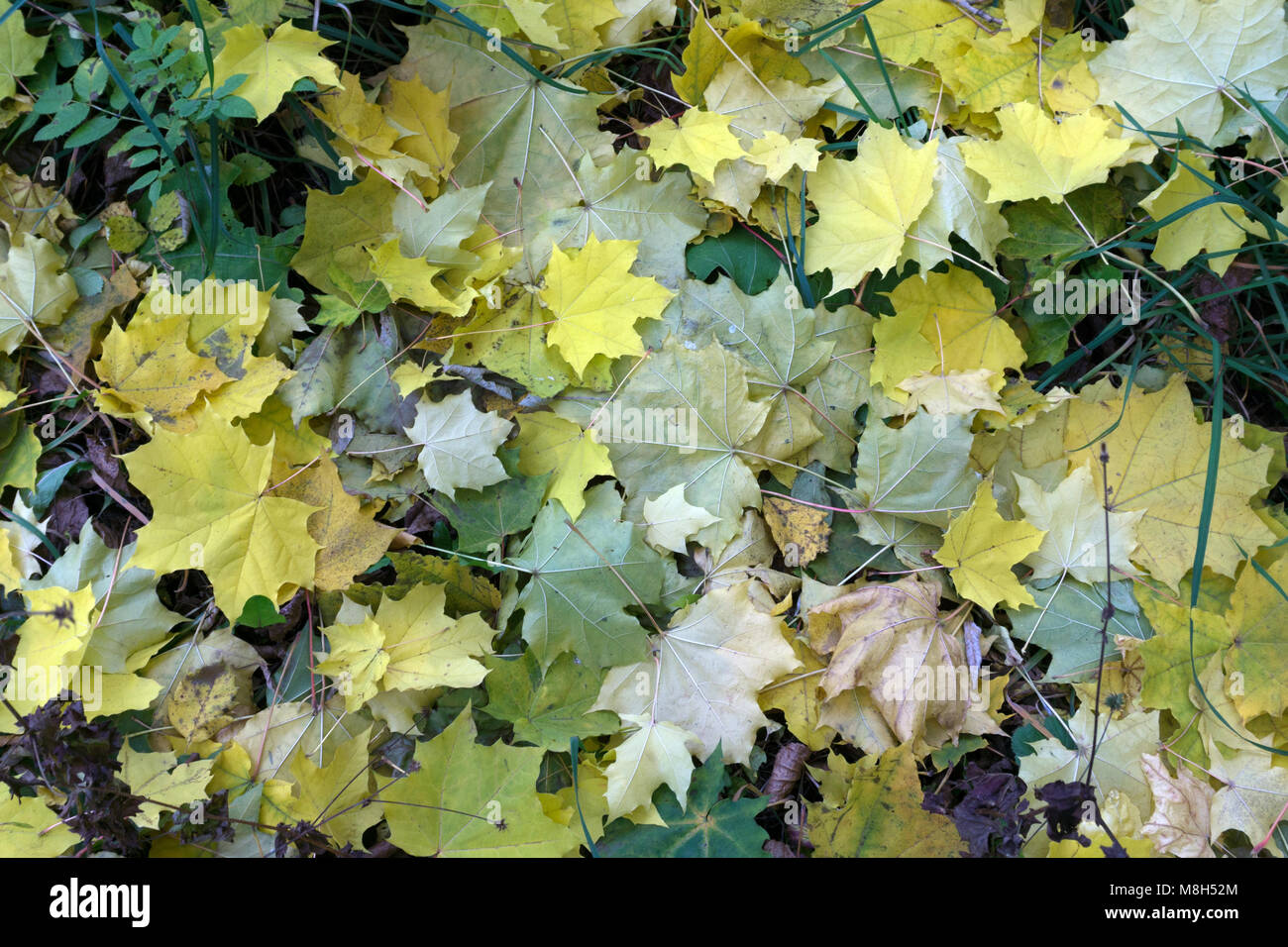 the natural backdrop of piles of old withered maple leaves fell in the ...