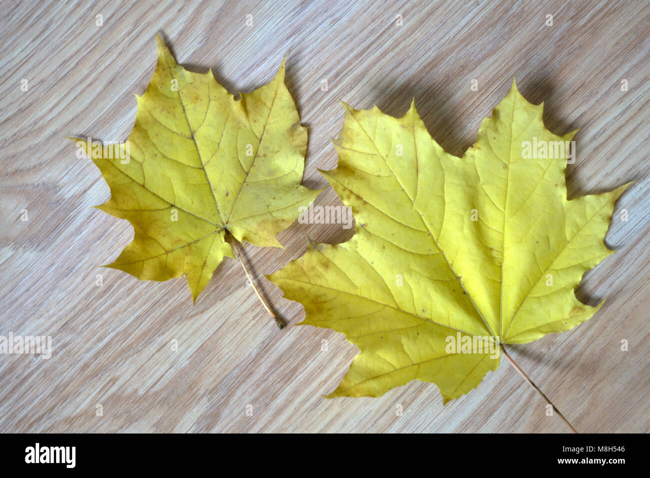 Twomaples hi-res stock photography and images - Alamy