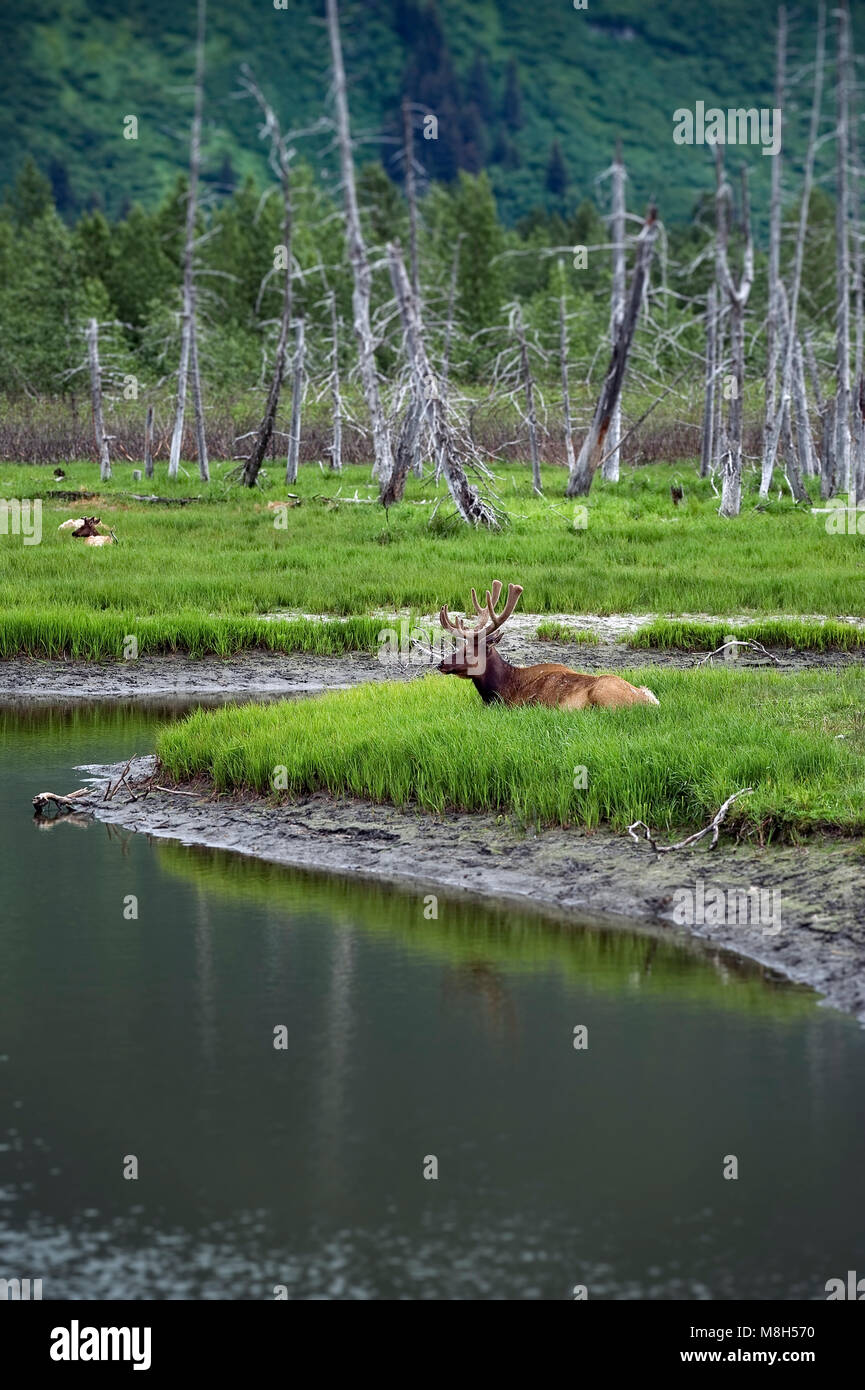 Buck deer Alaska, USA Stock Photo - Alamy
