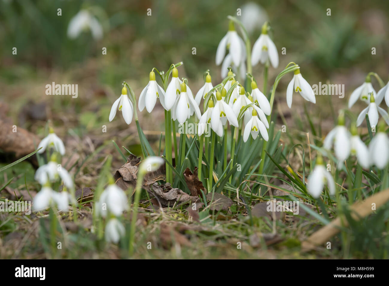 A group of snowdrops (Galanthus nivalis) in the garden in spring Stock ...
