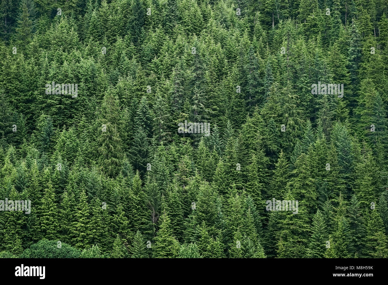 Conifer boreal hi-res stock photography and images - Alamy