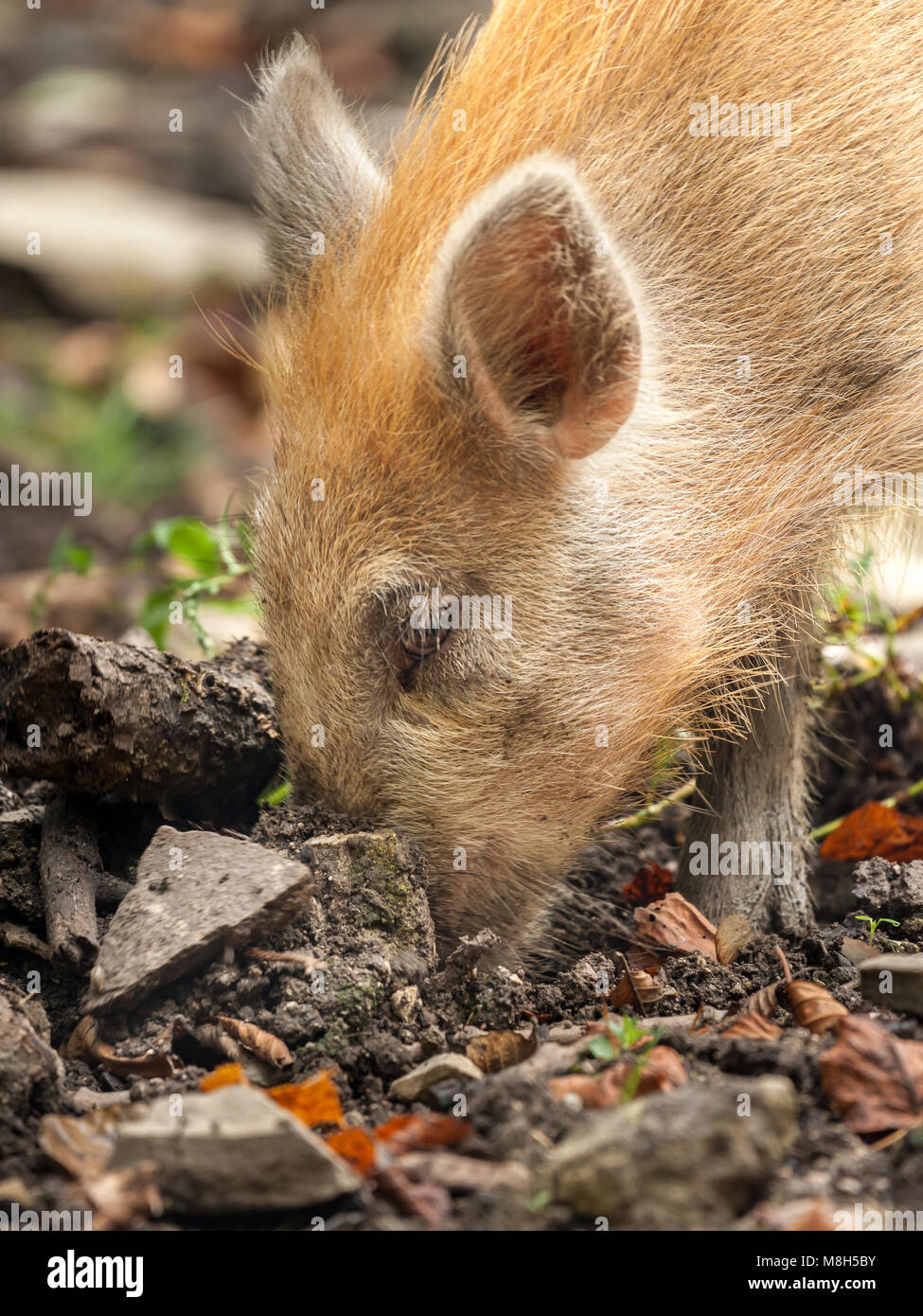 Hog feed hi-res stock photography and images - Alamy