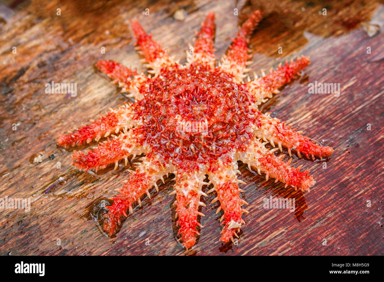 Crossaster Papposus Stock Photos & Crossaster Papposus Stock Images - Alamy