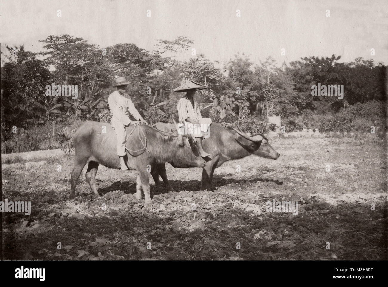 c.1880s South East Asia - Philippines - men riding oxen water buffalo ...