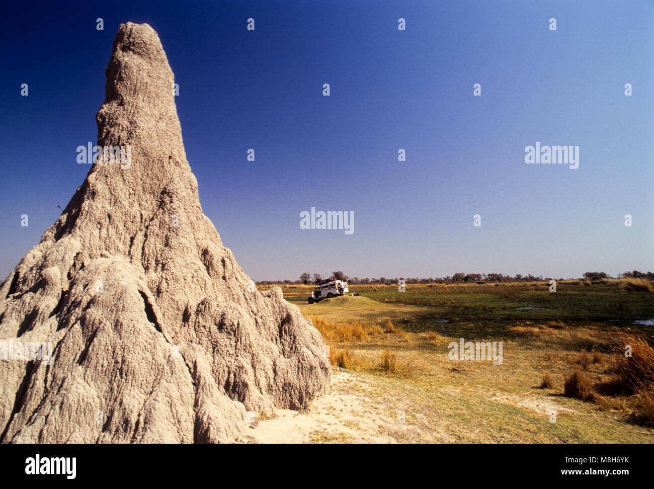 termite mound overgrown with green bush, Chobe national park, Botswana ...