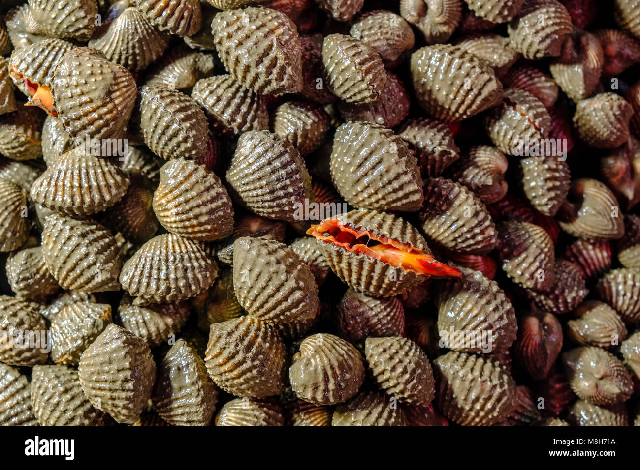 Fresh mussels, seashells, are for sale at Nonthaburi Market Stock Photo ...
