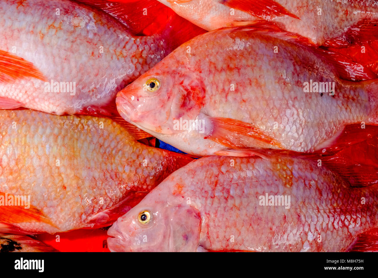 Fresh red fishes are for sale at Nonthaburi Market Stock Photo - Alamy
