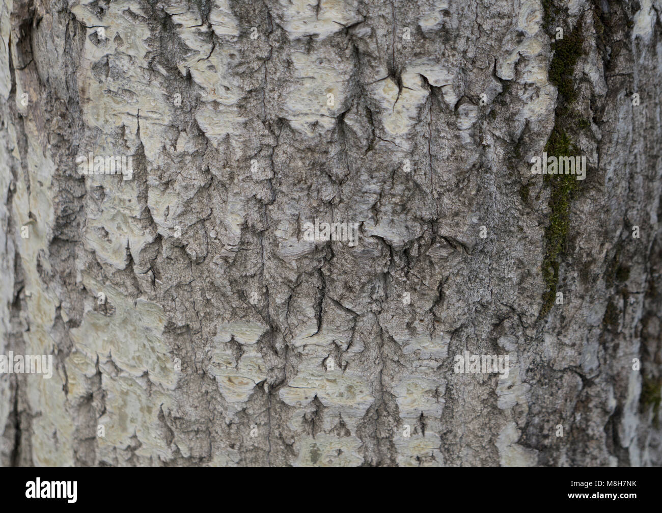 Poplar bark texture for background texture tree weathered Stock Photo ...